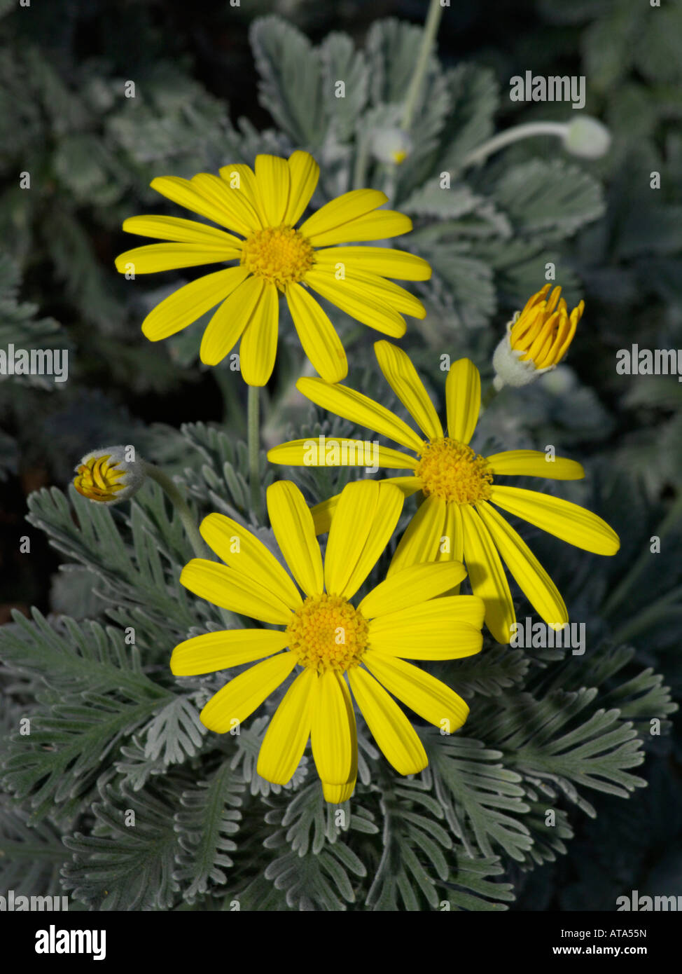 Pectinatus hi-res stock photography and images - Alamy