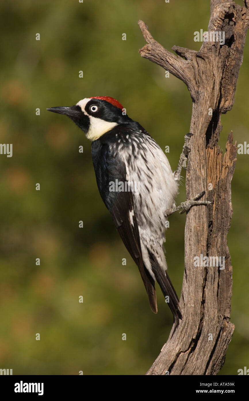 Acorn Woodpecker male, Melanerpes formicivorus, perched on snag Stock ...