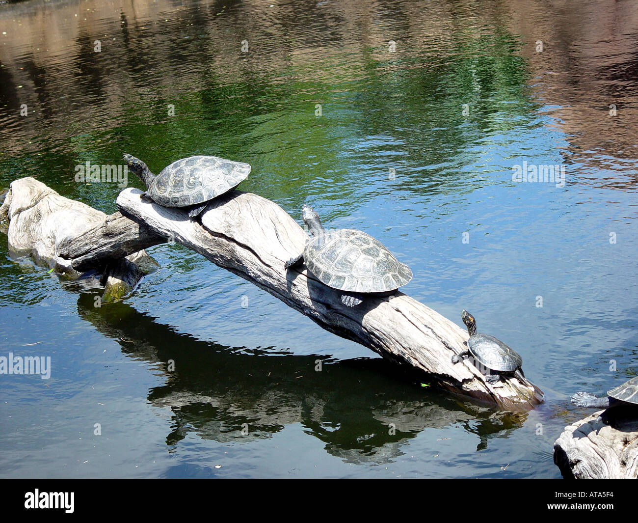 Three turtles in a row Stock Photo - Alamy