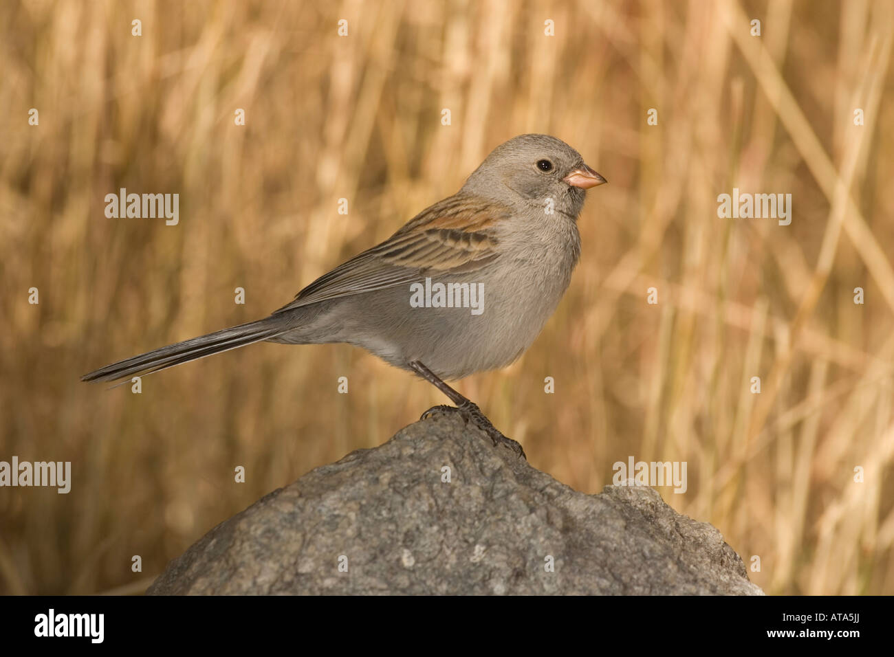 Black chinned sparrow hi-res stock photography and images - Alamy