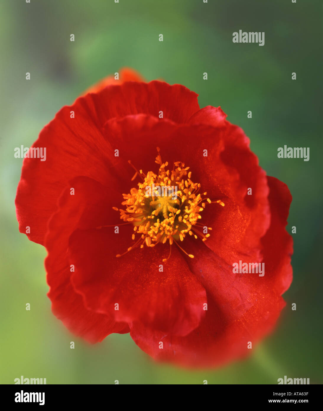 Poppy Colour High Resolution Stock Photography and Images - Alamy