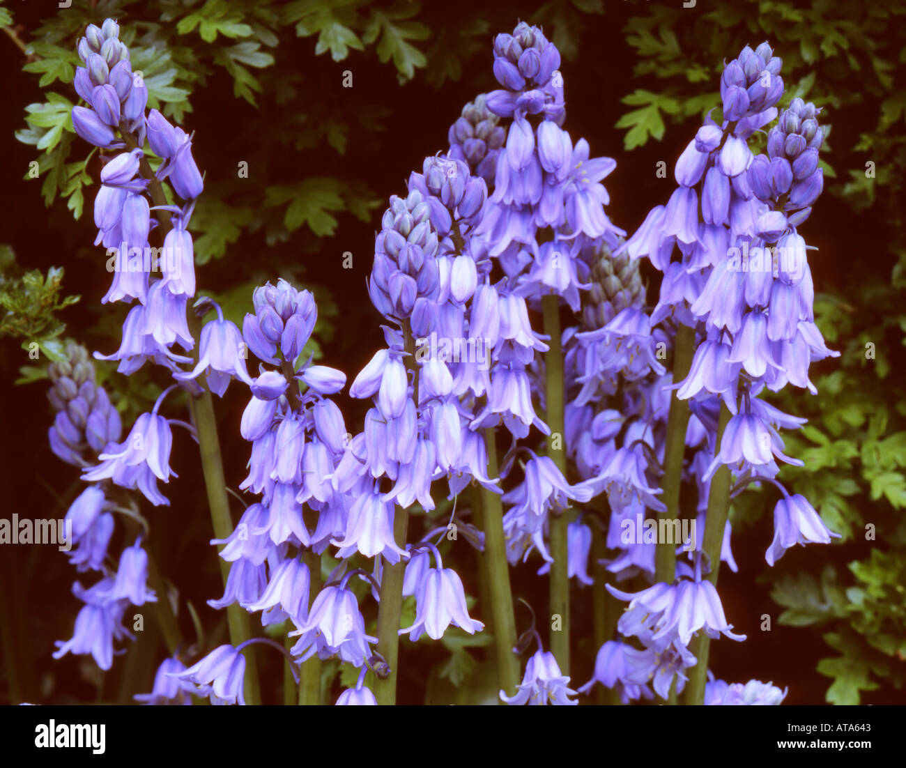 Clive bell hi-res stock photography and images - Alamy