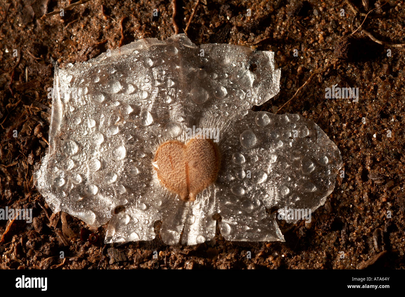 Formato de coracao hi-res stock photography and images - Alamy