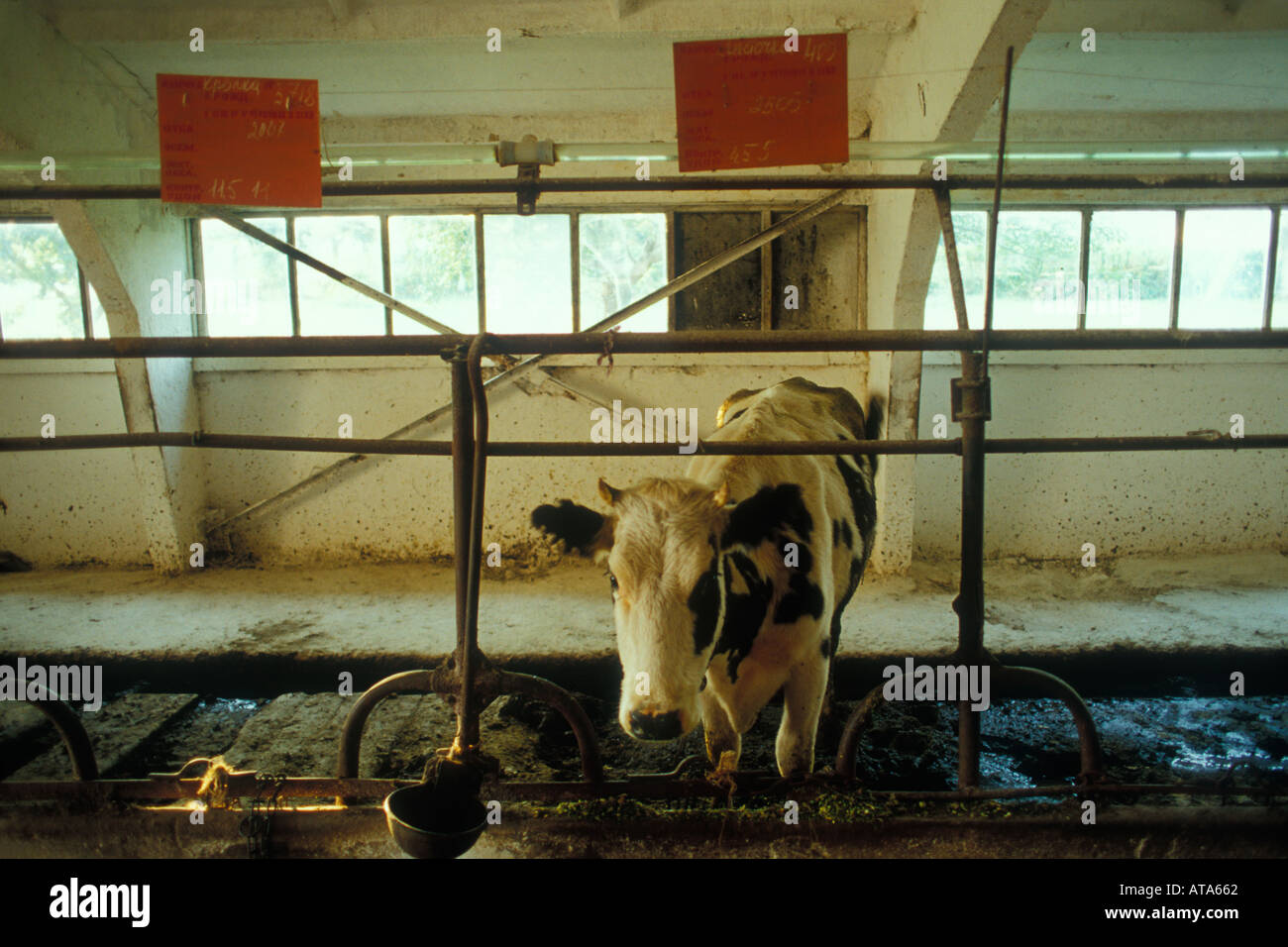 A cow look out from its space in a state owned cooperative farm in ...