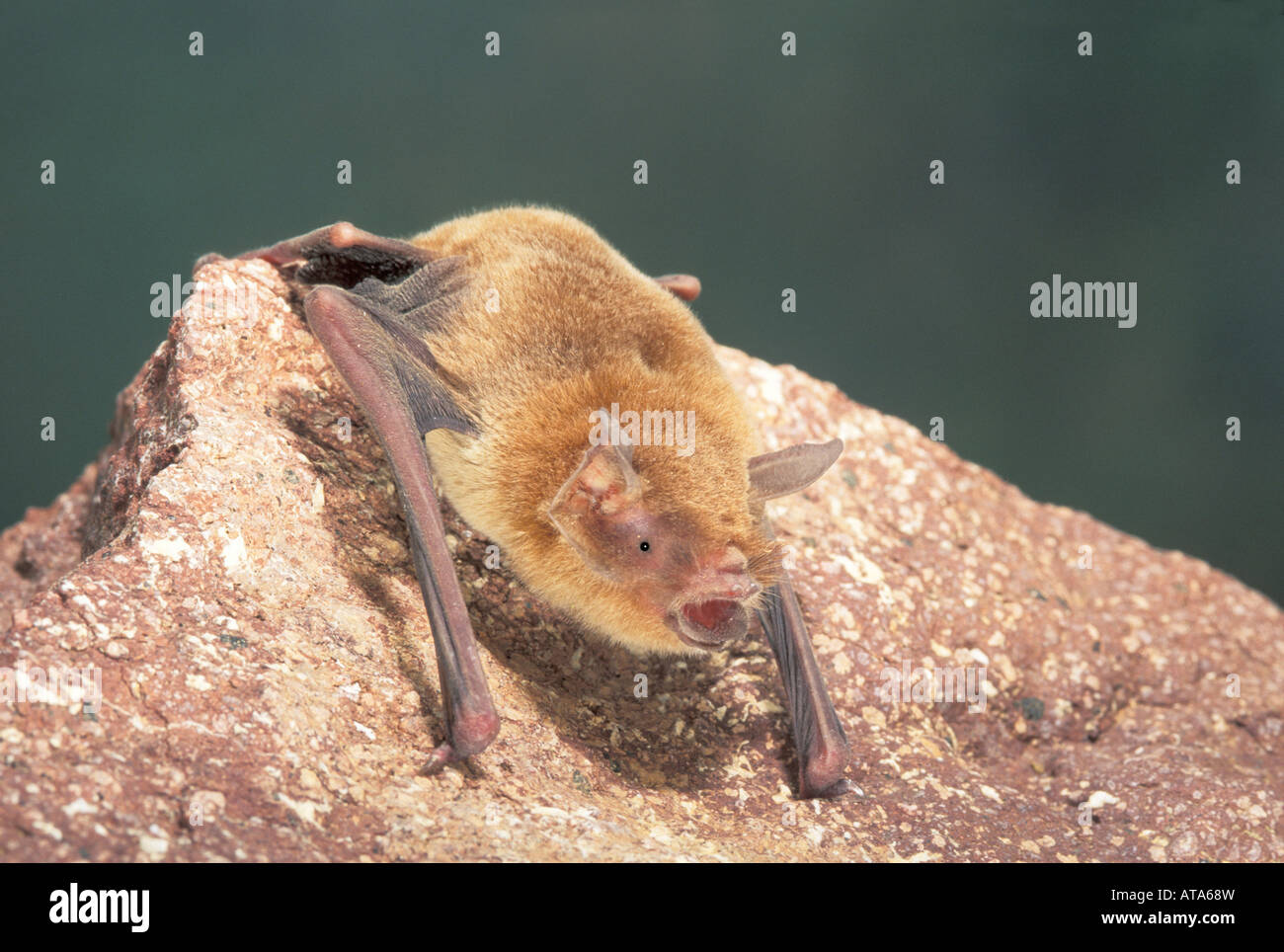 Mustached Bat