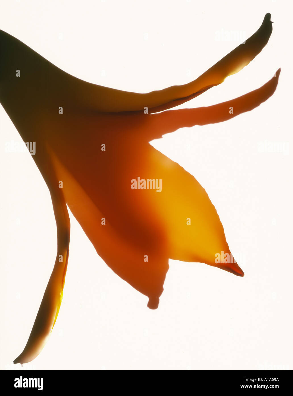 Photogram hi-res stock photography and images - Alamy