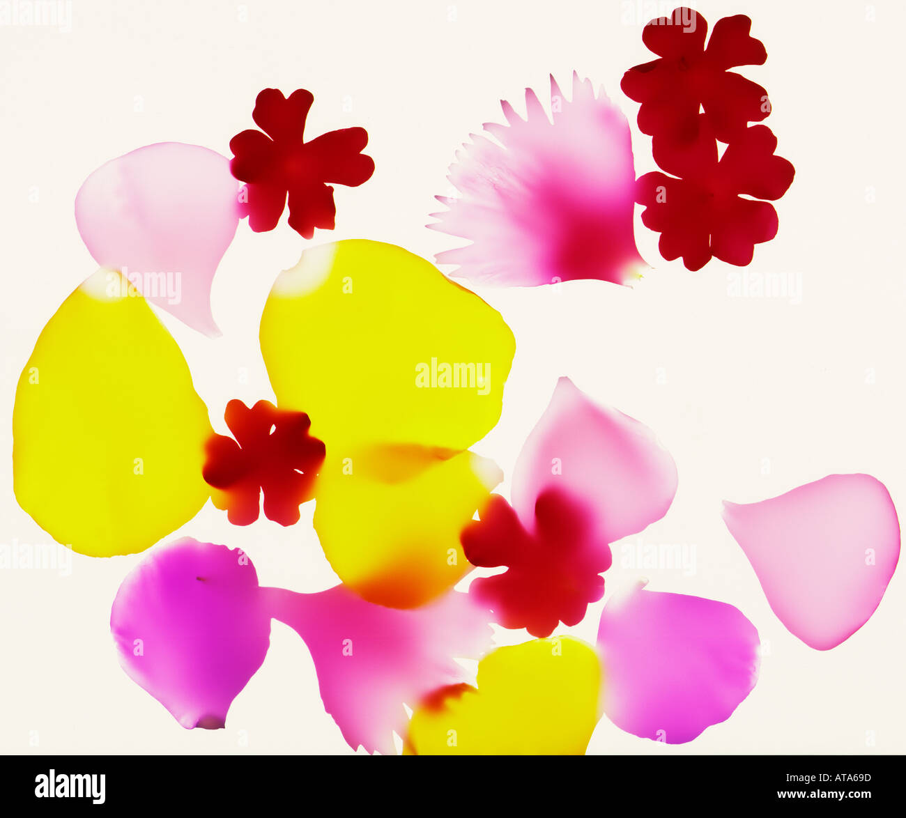 White photogram hi-res stock photography and images - Alamy