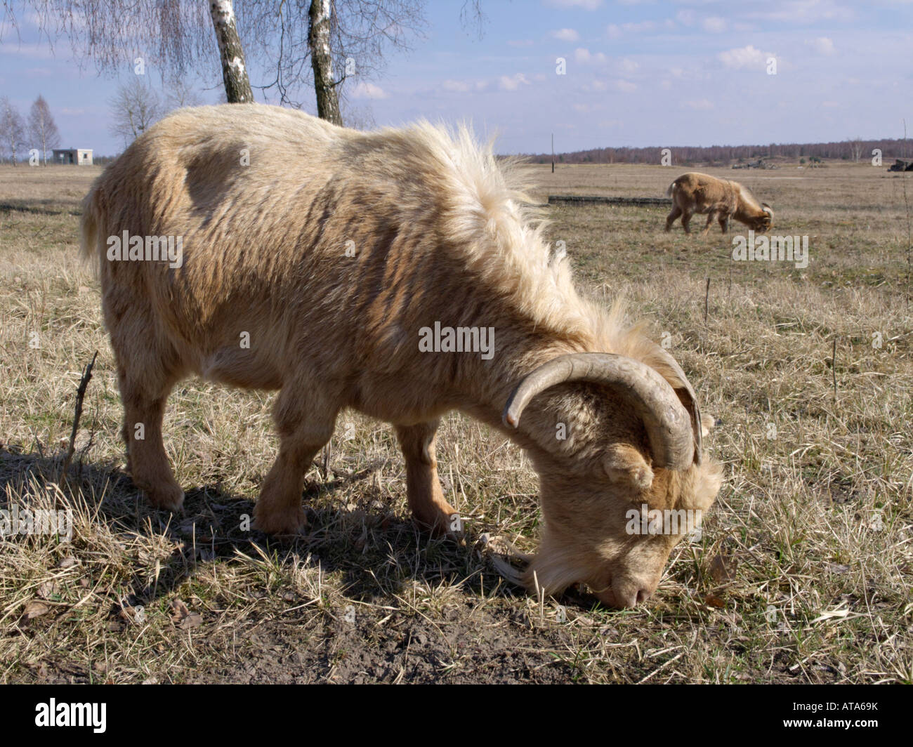Domestic goat (Capra aegagrus hircus Stock Photo - Alamy