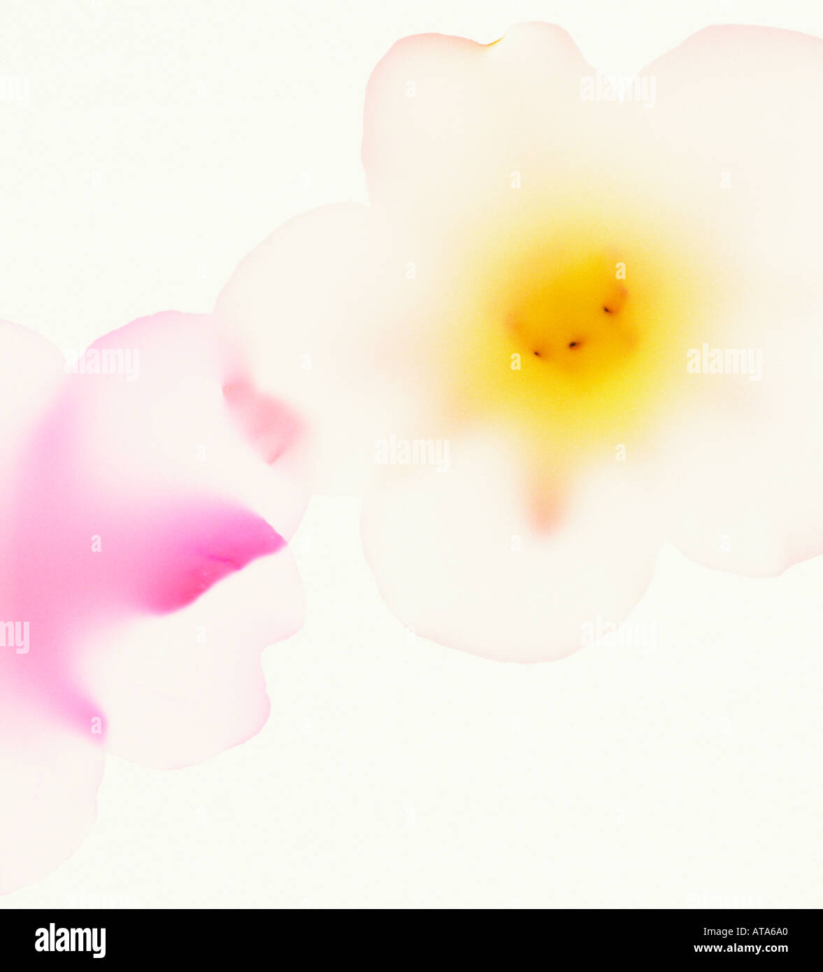 White photogram hi-res stock photography and images - Alamy