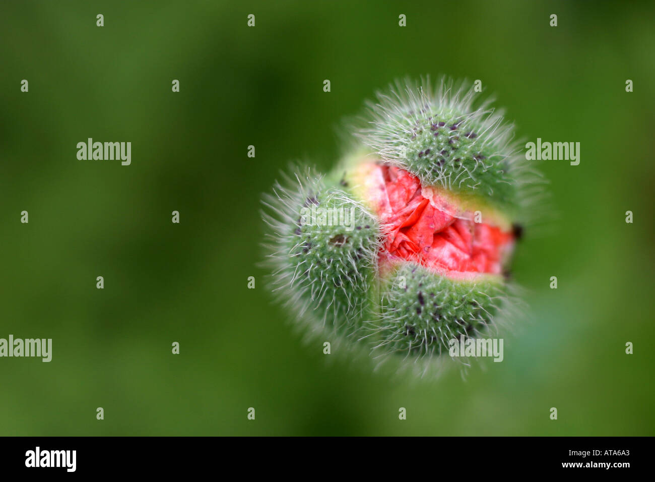 Poppy emerging hi-res stock photography and images - Alamy