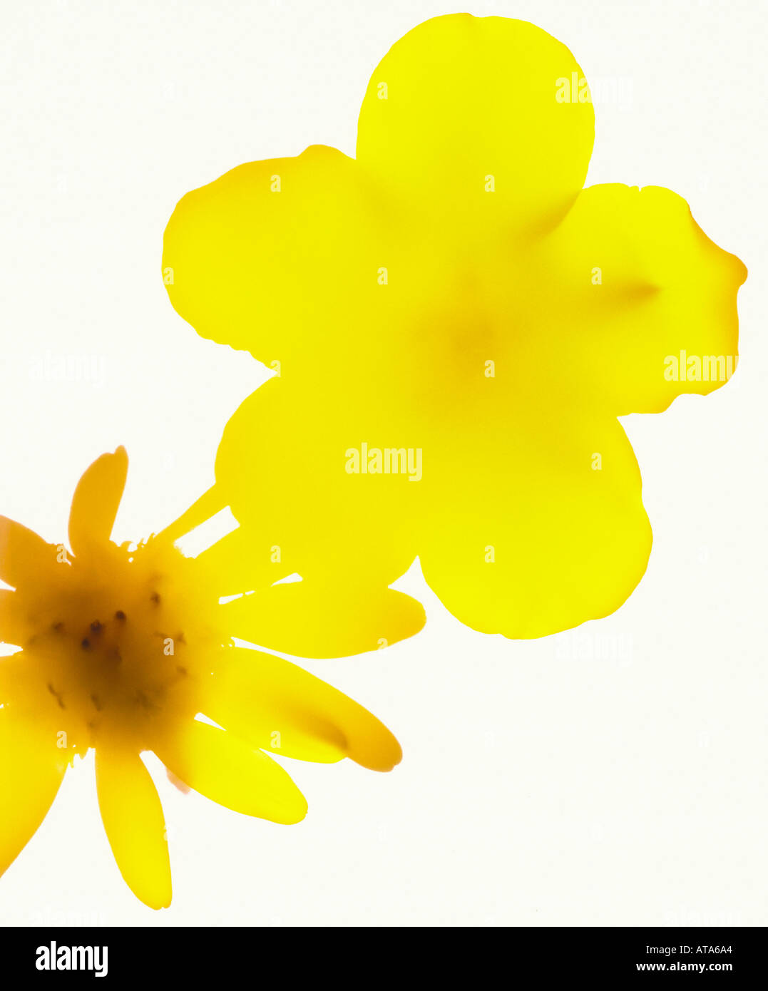 photogram of flower petals Stock Photo - Alamy
