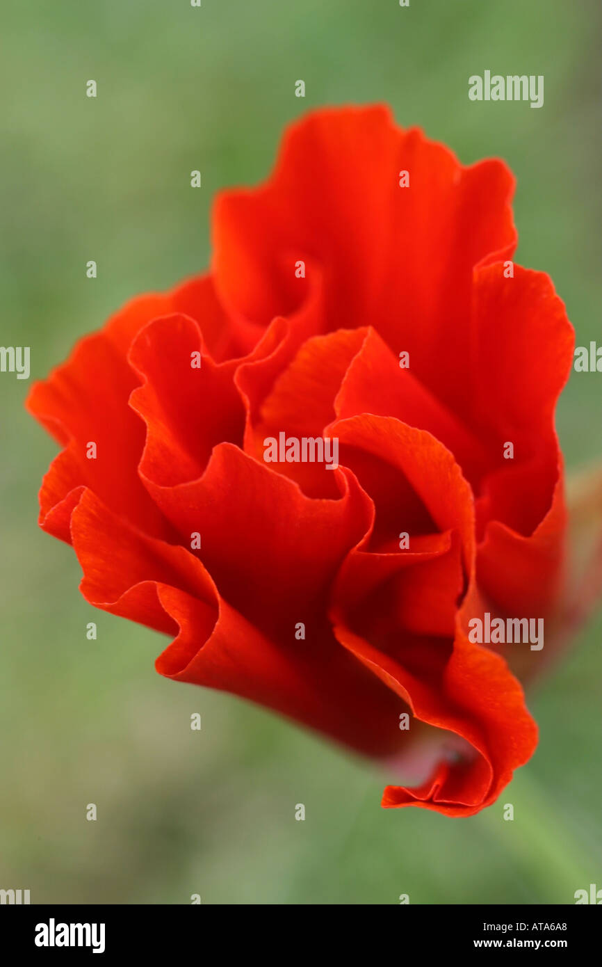 Bold blossoms poppy hi-res stock photography and images - Alamy