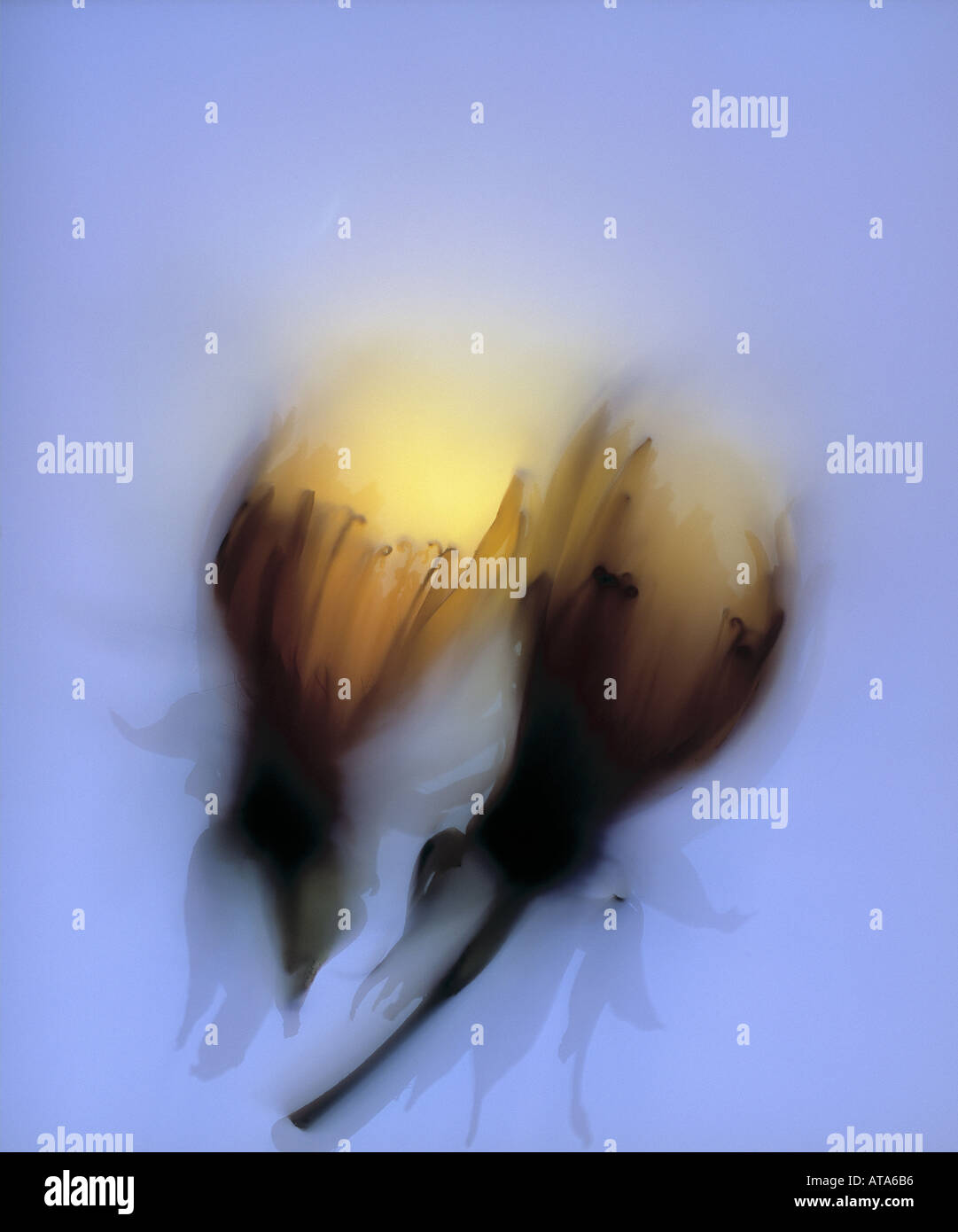 Photogram hi-res stock photography and images - Alamy