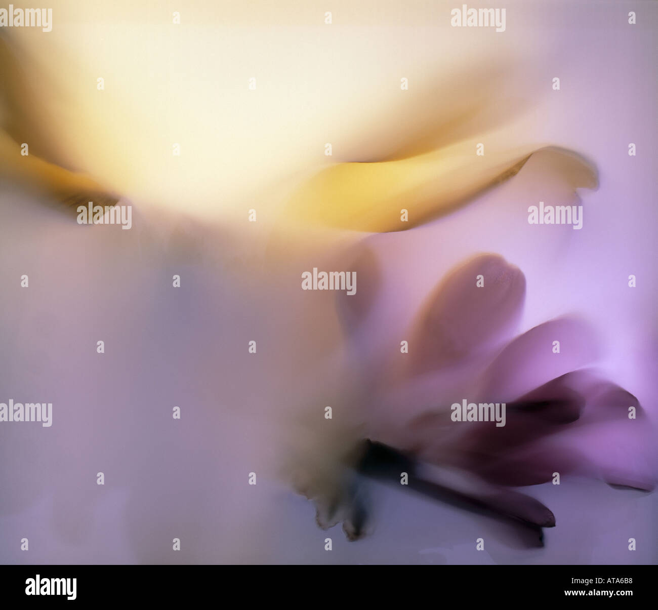 Photogram plant hi-res stock photography and images - Alamy