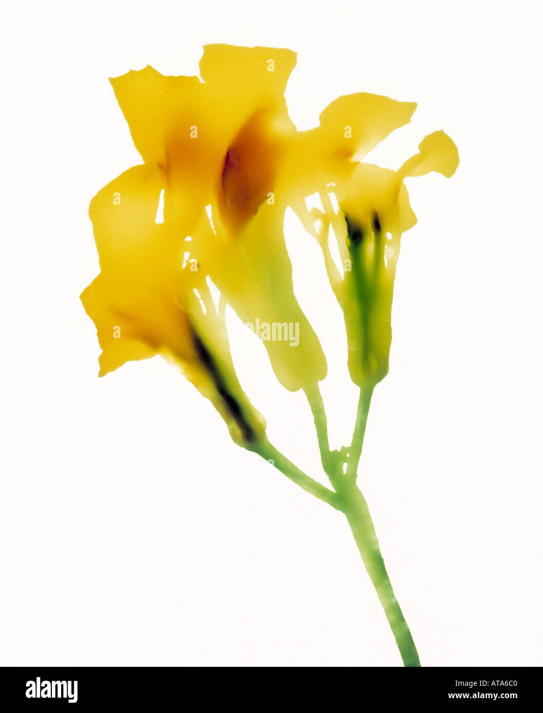 Photogram Cut Out Stock Images & Pictures - Alamy