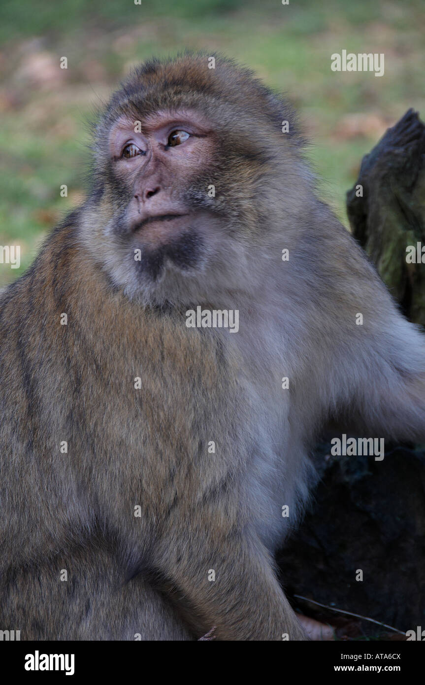 Barbary Macaque Monkey Stock Photo - Alamy