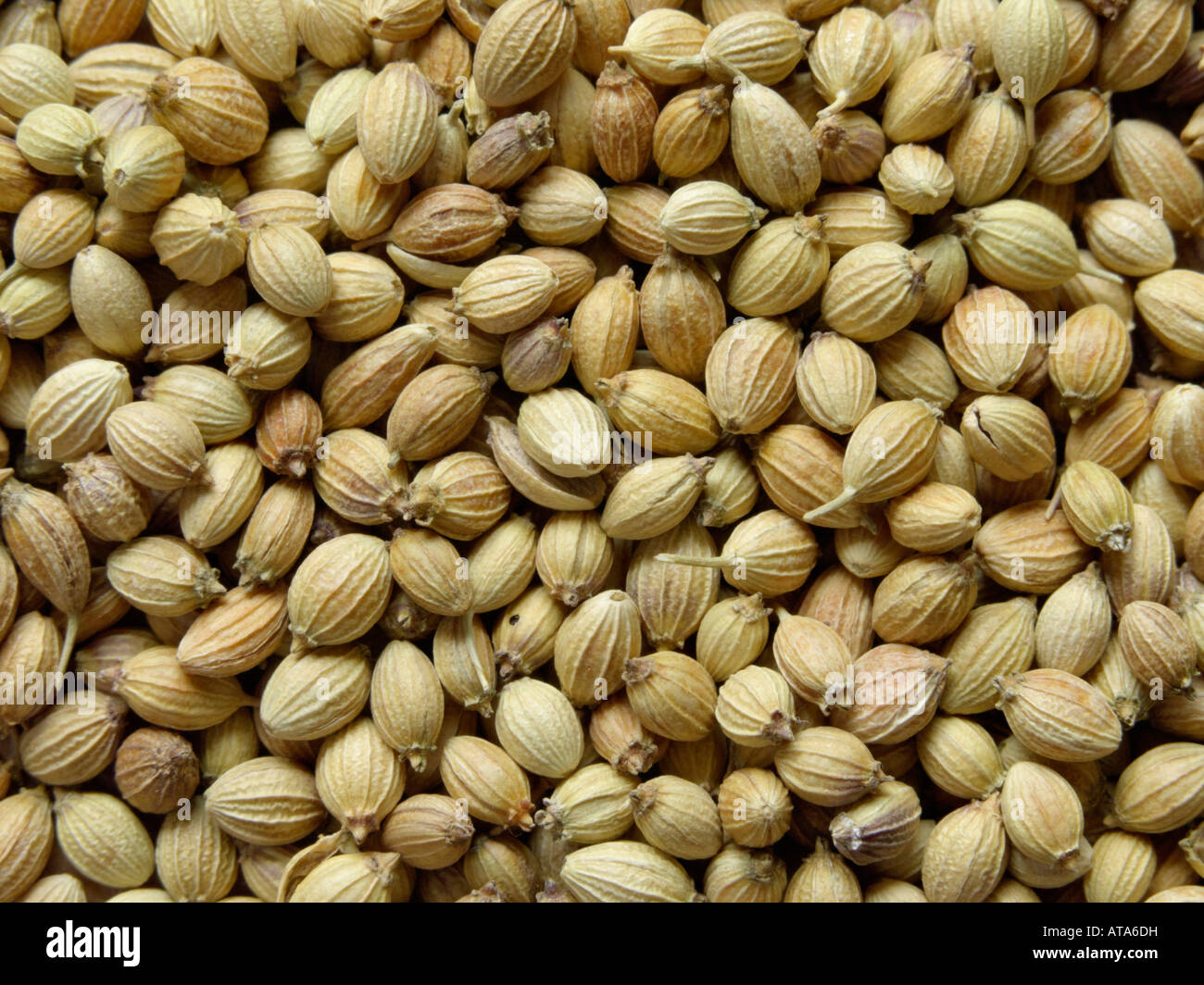 Plant species coriandrum sativum hi-res stock photography and images - Alamy