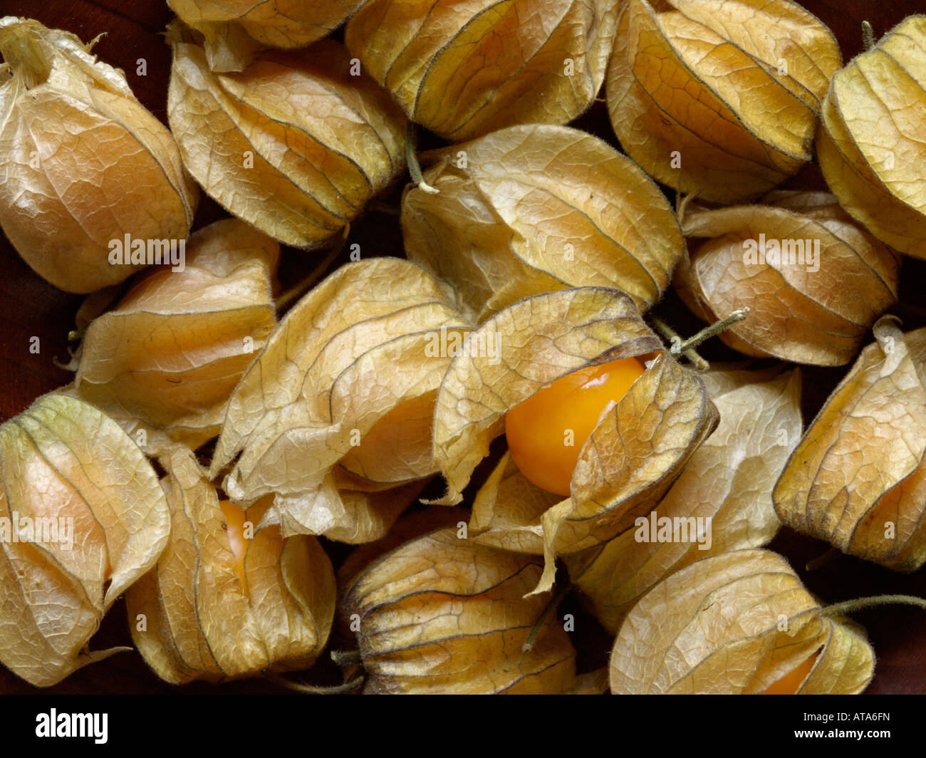 Cape gooseberry (Physalis peruviana Stock Photo - Alamy