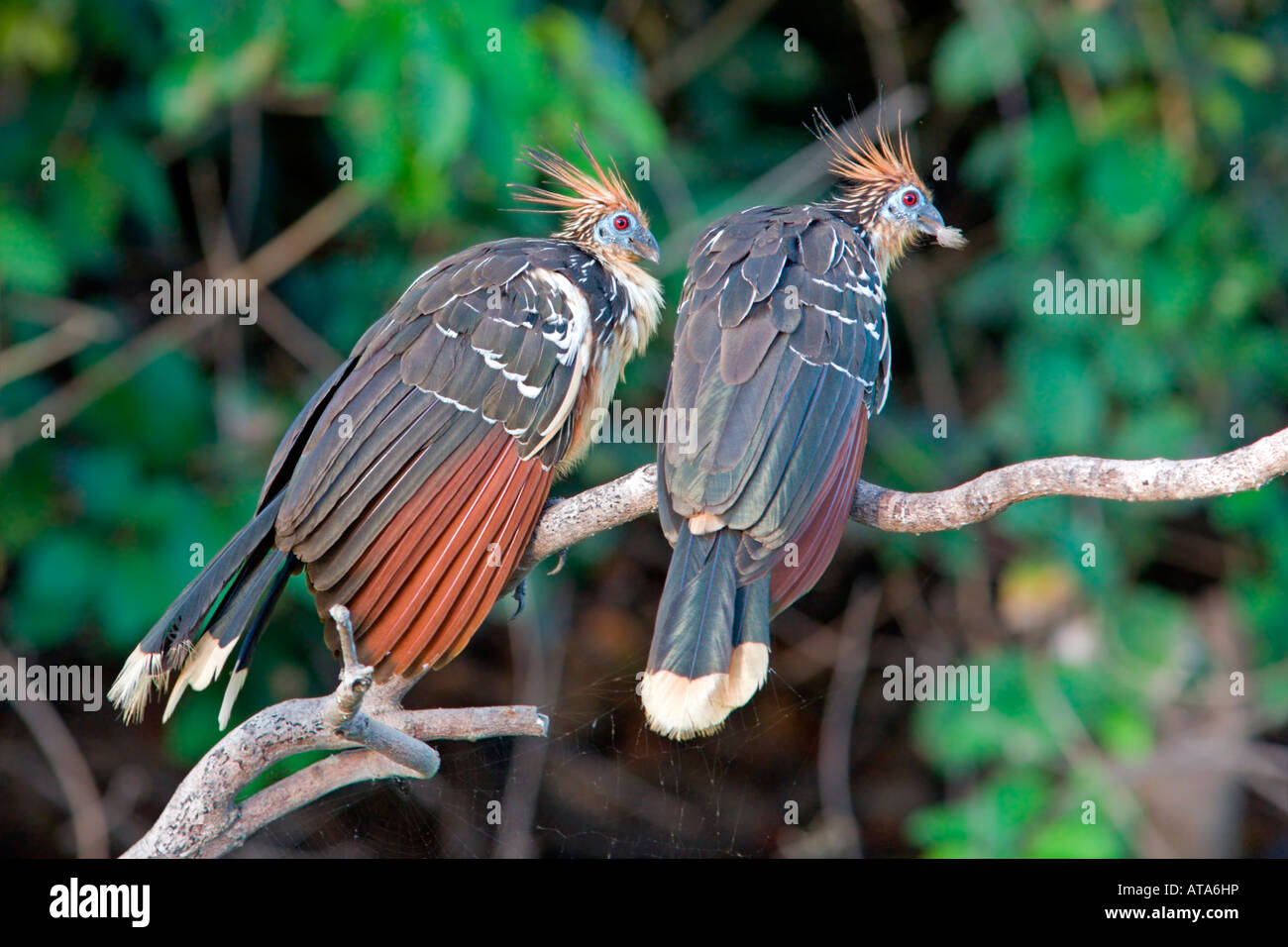 Hoatzin nest hi-res stock photography and images - Alamy