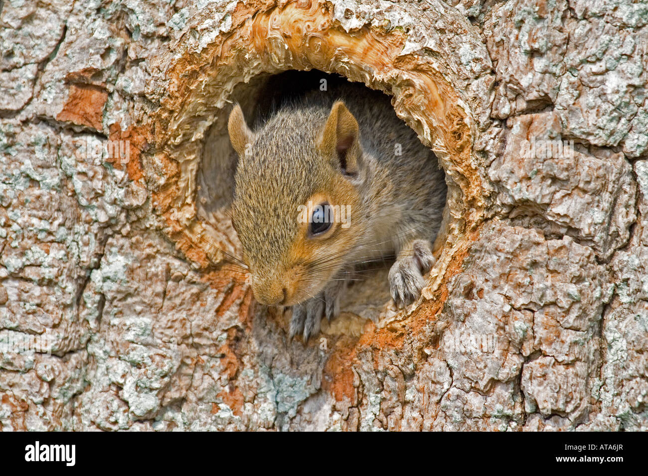 Young Grey Squirrel looking out of hole in oak tree Stock Photo - Alamy