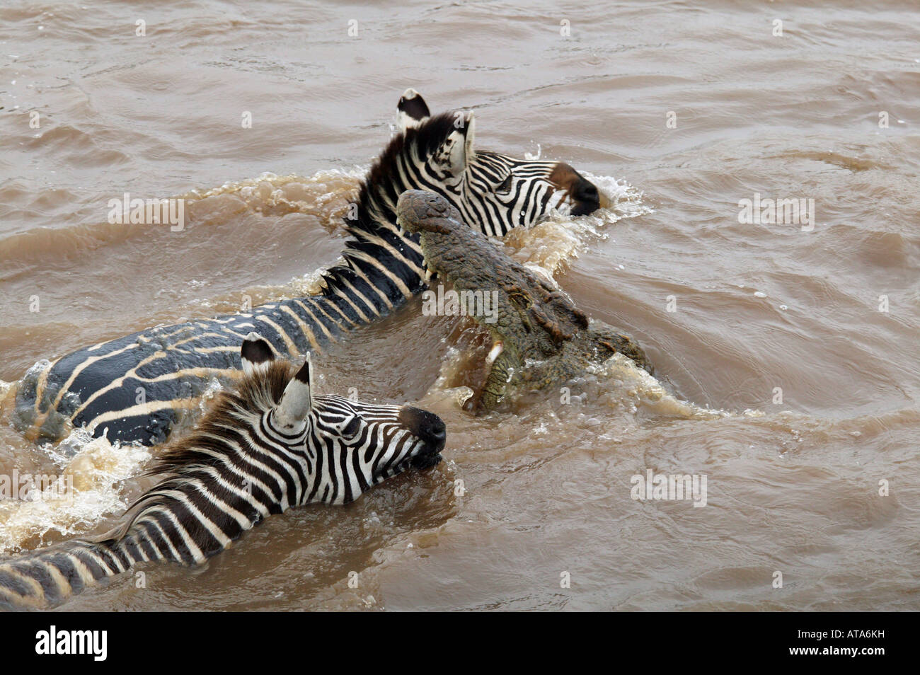 Mara river crossing zebra crocodile hi-res stock photography and images ...