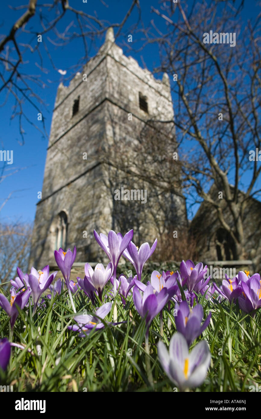 crocuses in the churchyard at st teath cornwall Stock Photo - Alamy