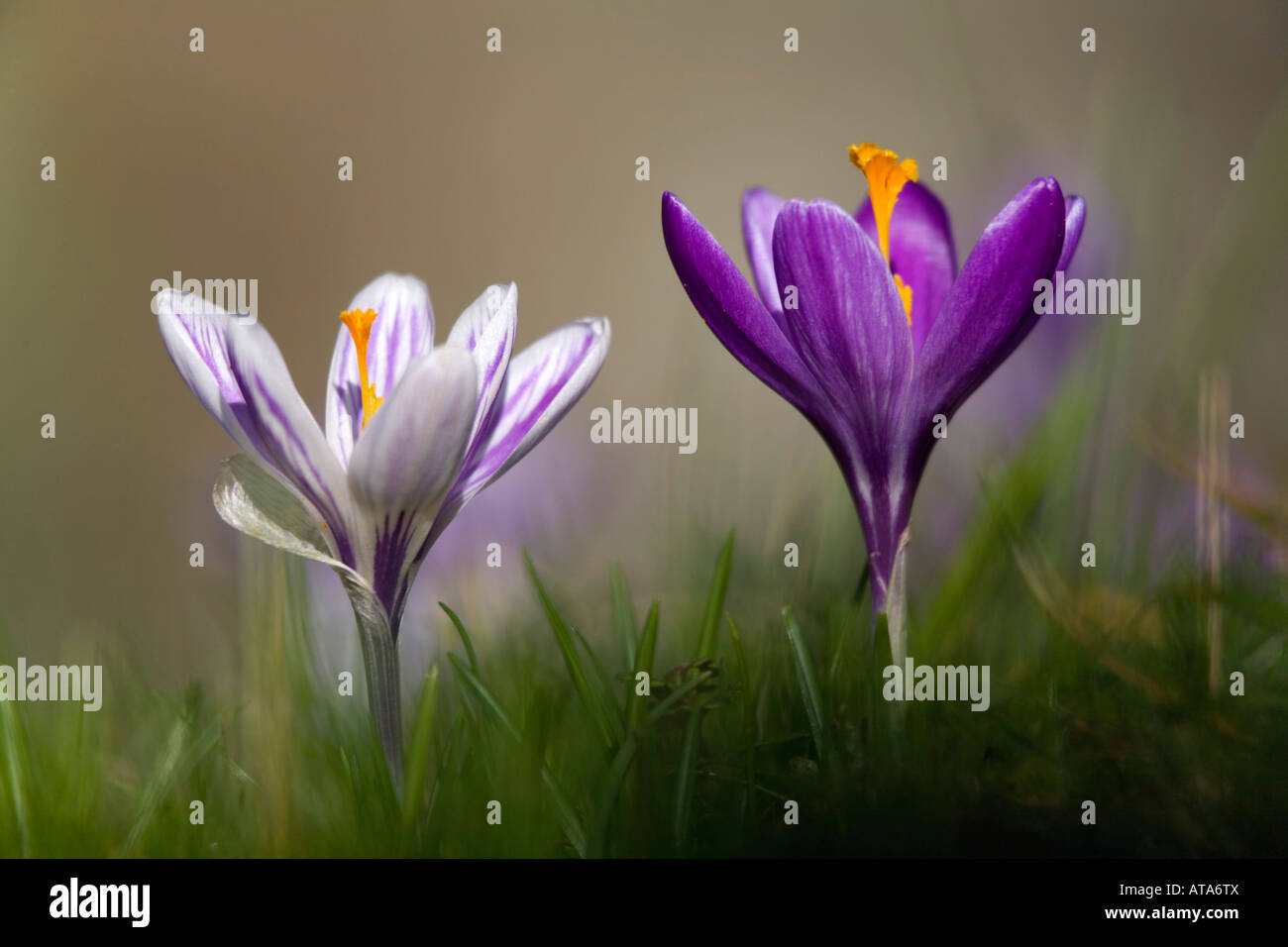 crocuses in the churchyard at st teath cornwall Stock Photo - Alamy