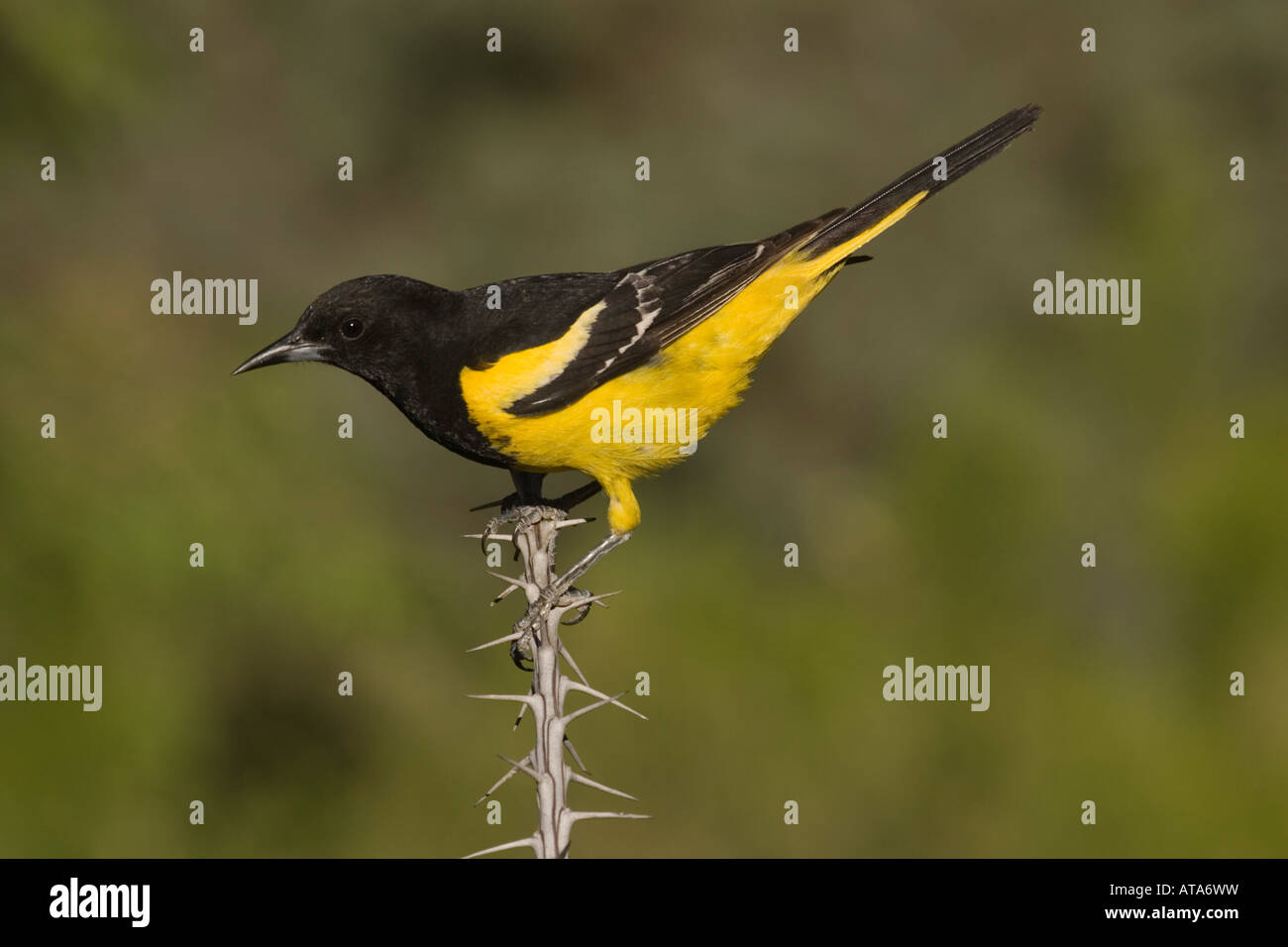 Scott's oriole icterus parisorum hi-res stock photography and images ...