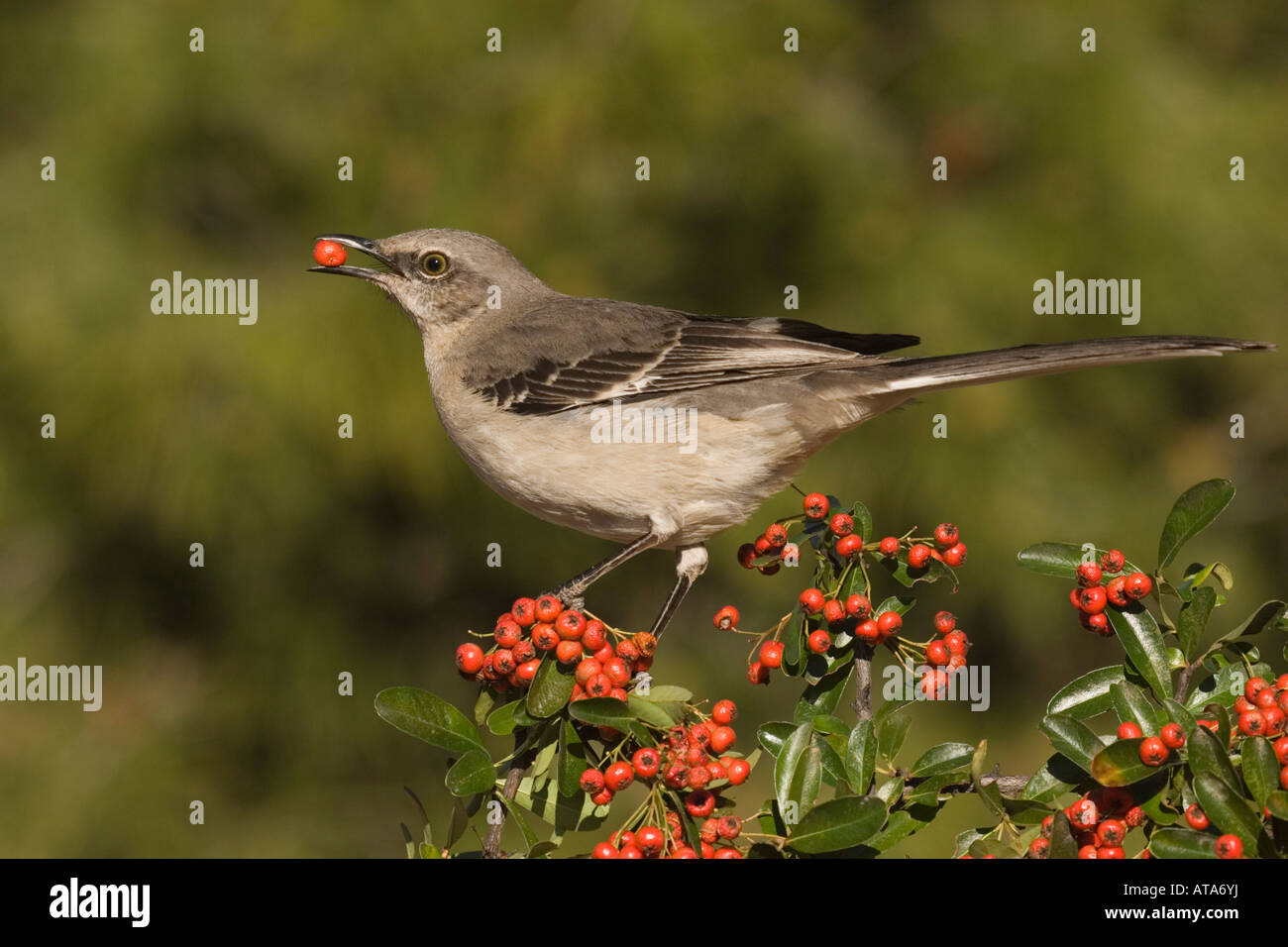 Northern Mockingbird, Mimus polyglottos, eating pyracantha berry Stock ...