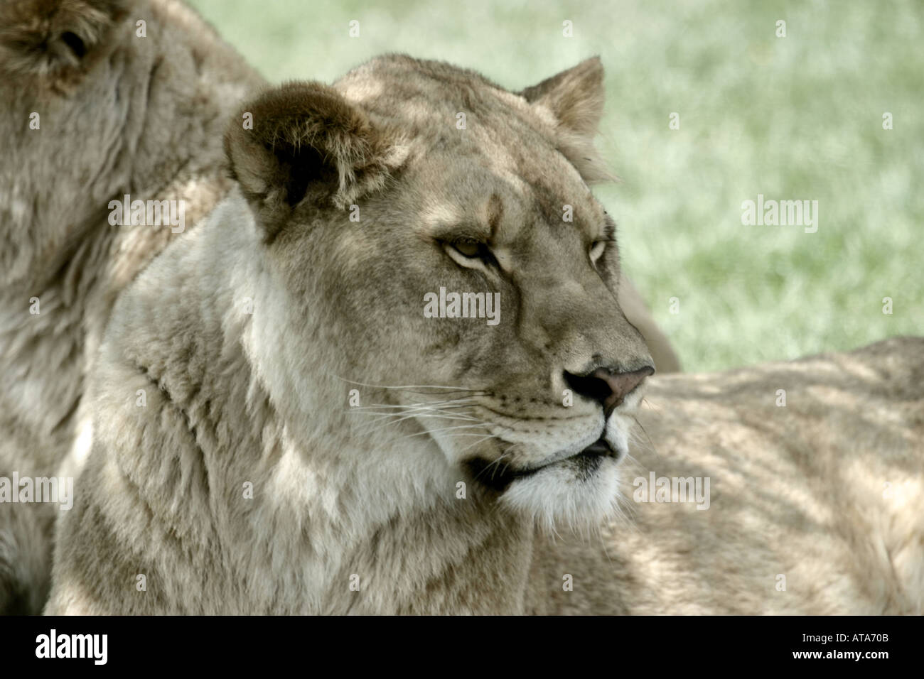 Lion panthera leo Ontario Canada Stock Photo - Alamy