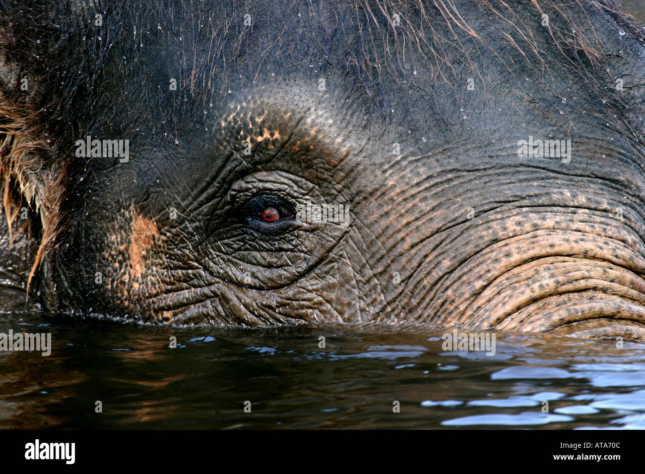 Elephus maximus maximus hi-res stock photography and images - Alamy