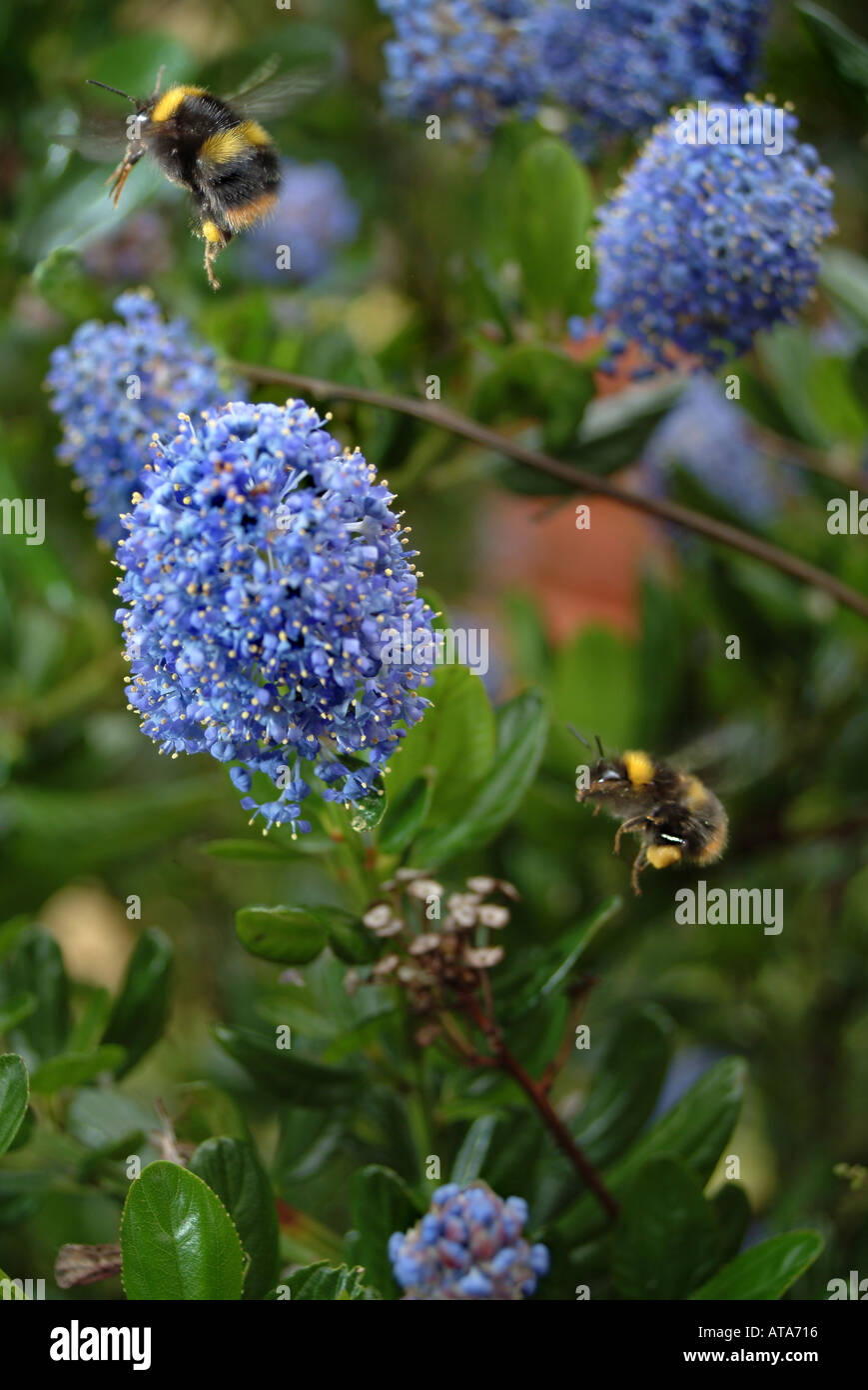 Ceanothus flower with honey bee hi-res stock photography and images - Alamy