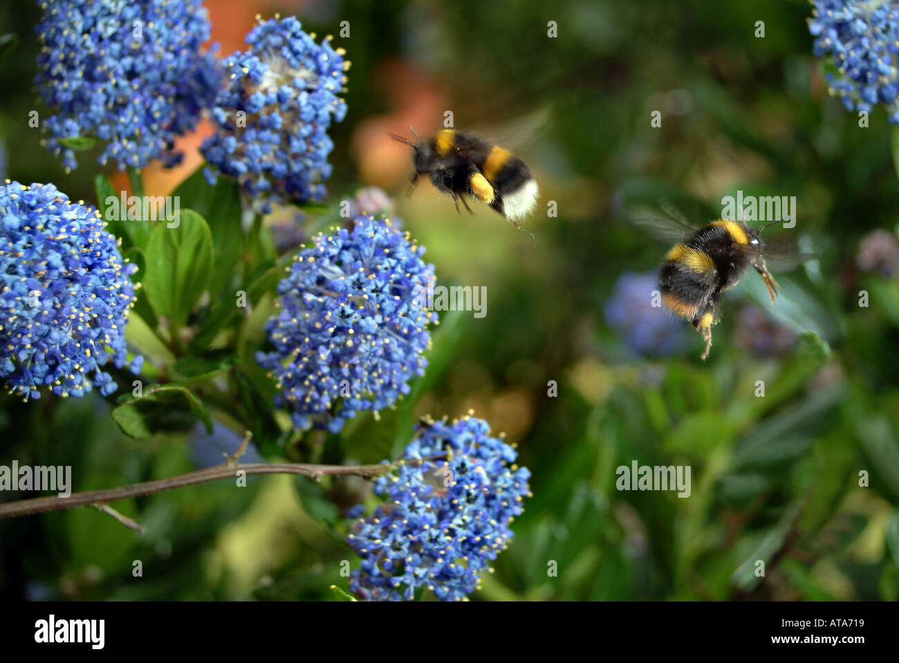 Ceanothus flower with honey bee hi-res stock photography and images - Alamy