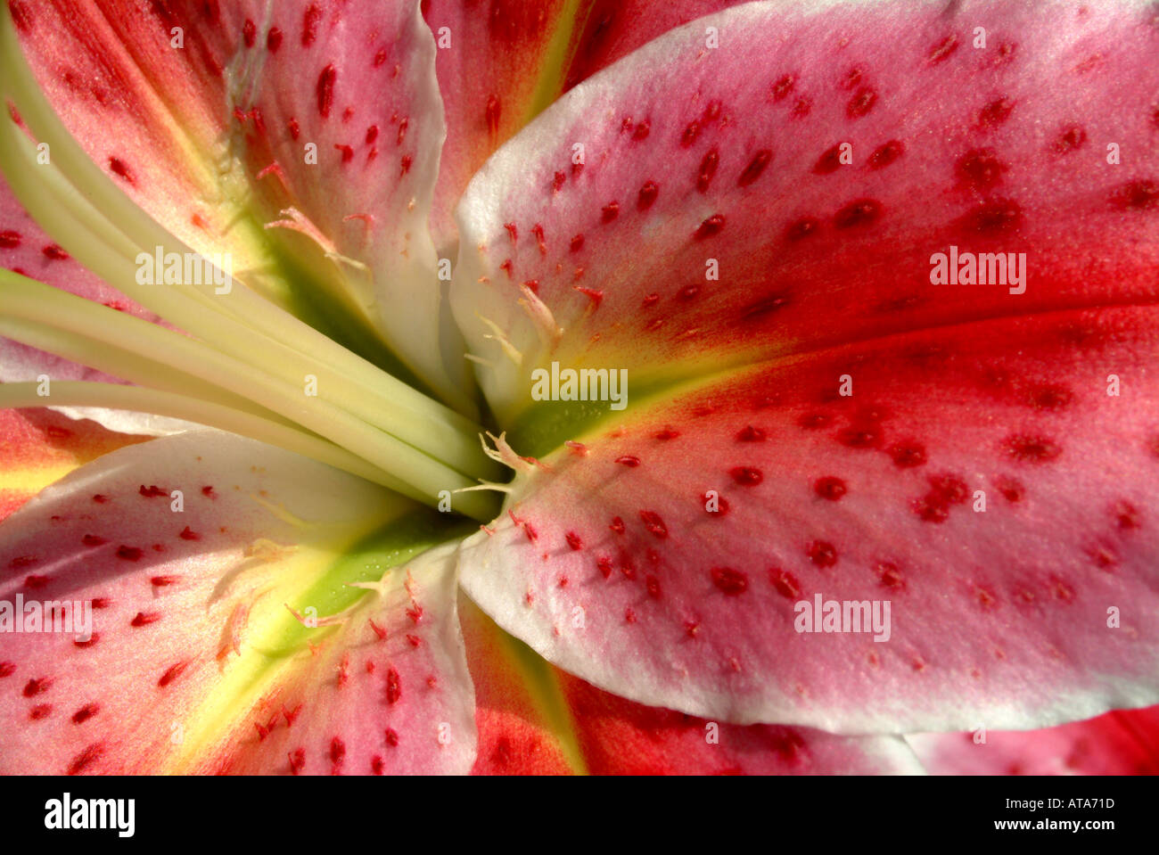 Strong blooms hi-res stock photography and images - Alamy