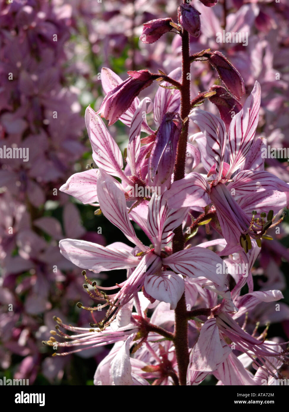 Dittany (Dictamnus albus Stock Photo - Alamy