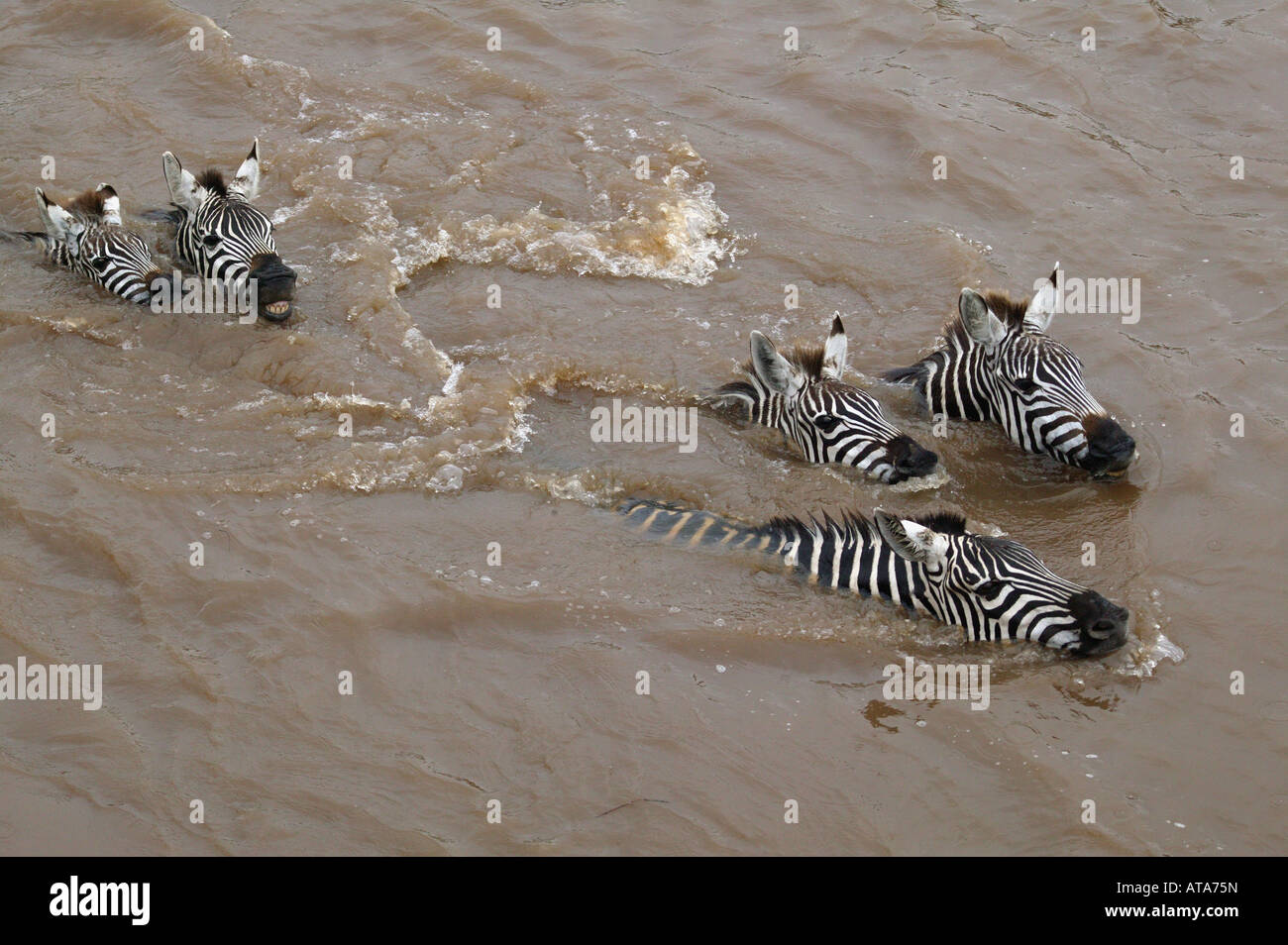Swimming zebra in mara river hi-res stock photography and images - Alamy