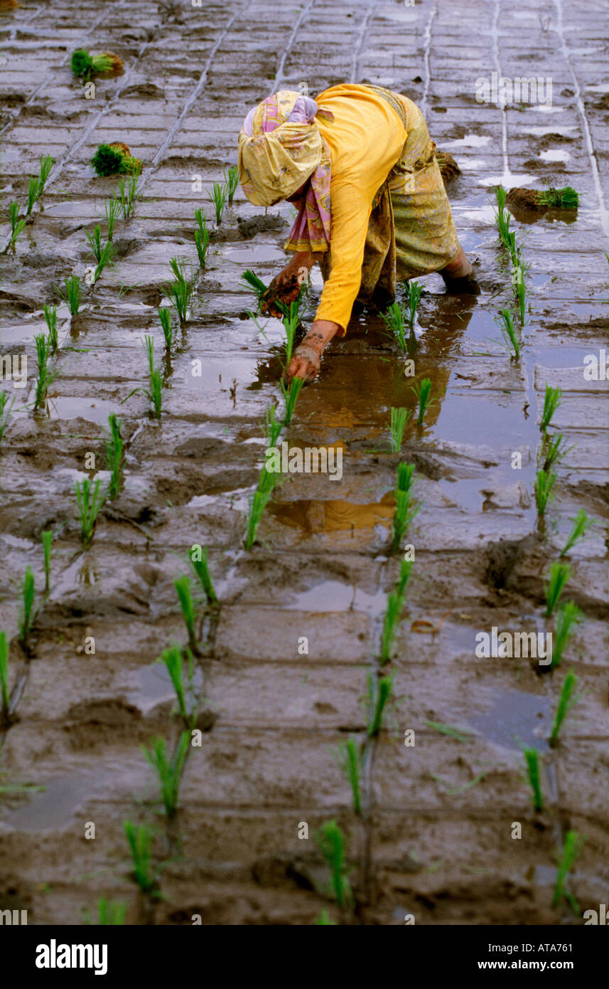Peasant planting rice Java Indonesia Stock Photo - Alamy