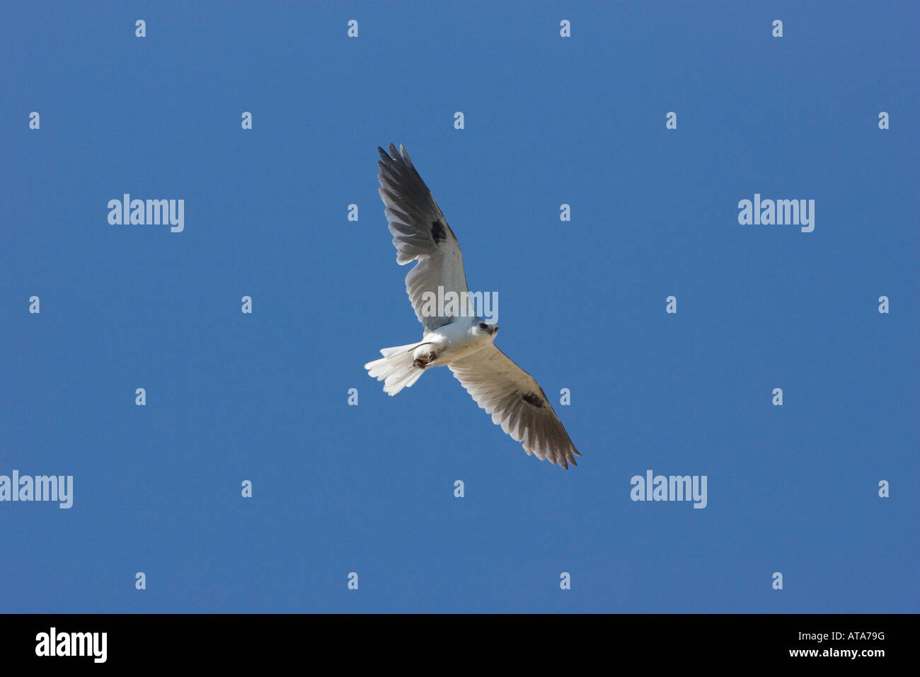 White-tailed Kite, Elanus leucurus, in flight carrying rodent Stock ...