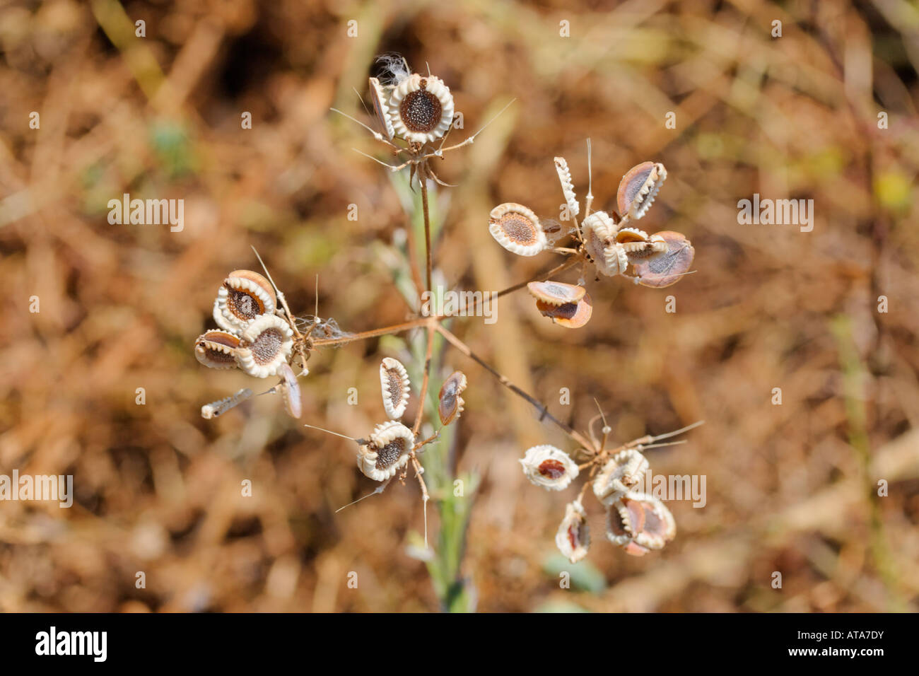 Card seed hi-res stock photography and images - Alamy