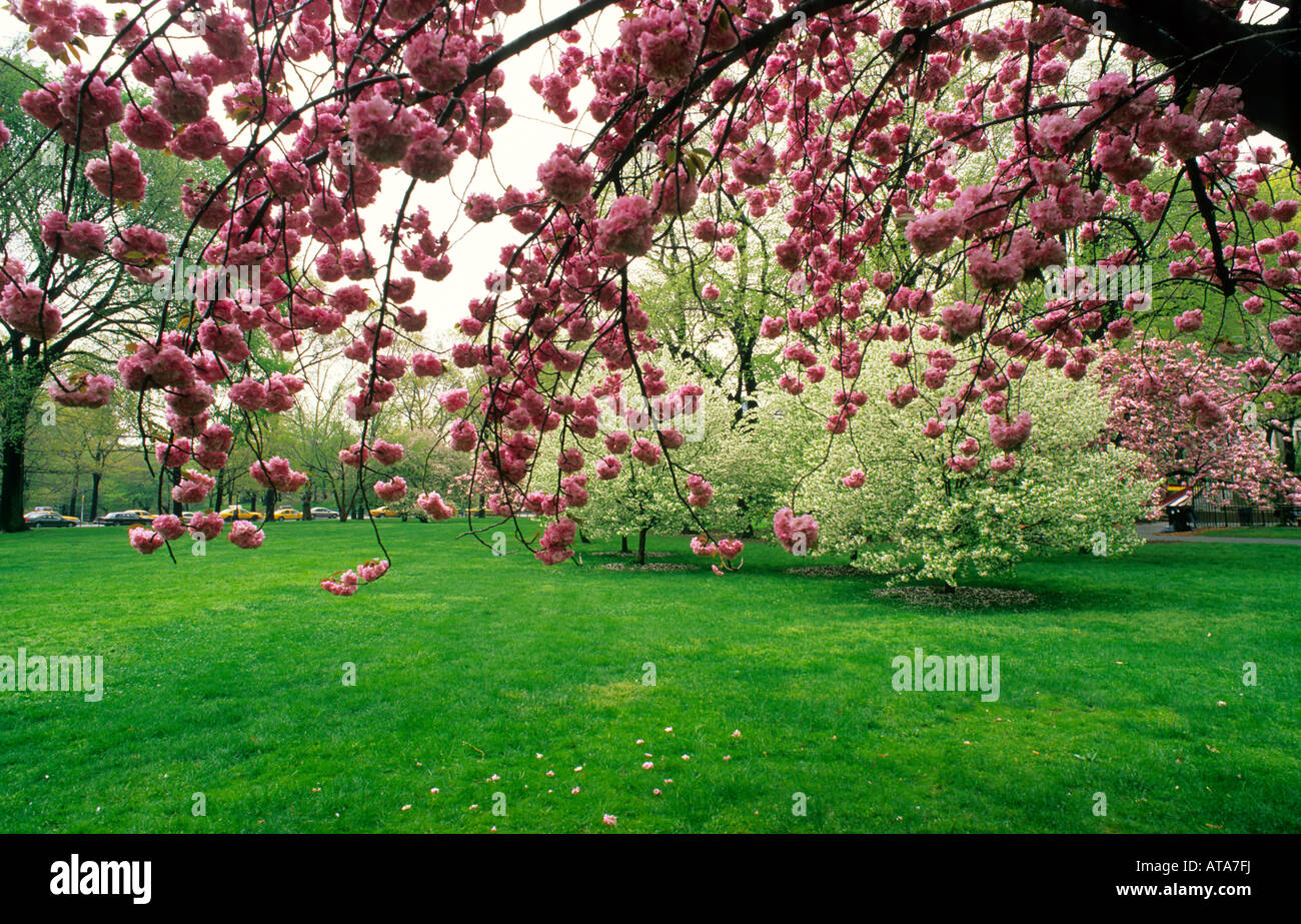 Japanese cherry tree Stock Photo - Alamy