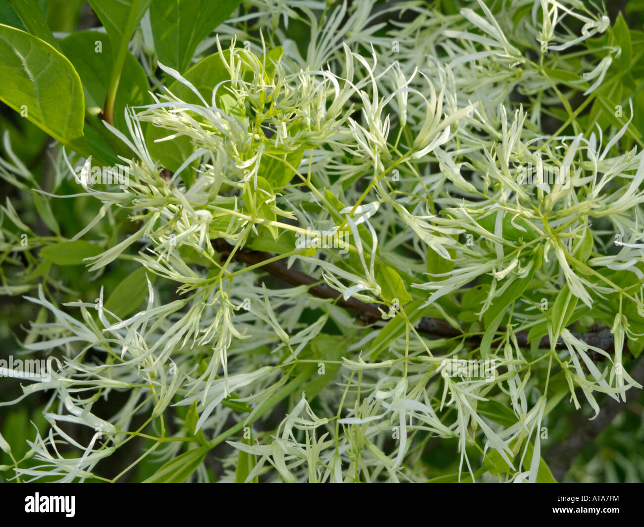 American fringe tree (Chionanthus virginicus Stock Photo - Alamy