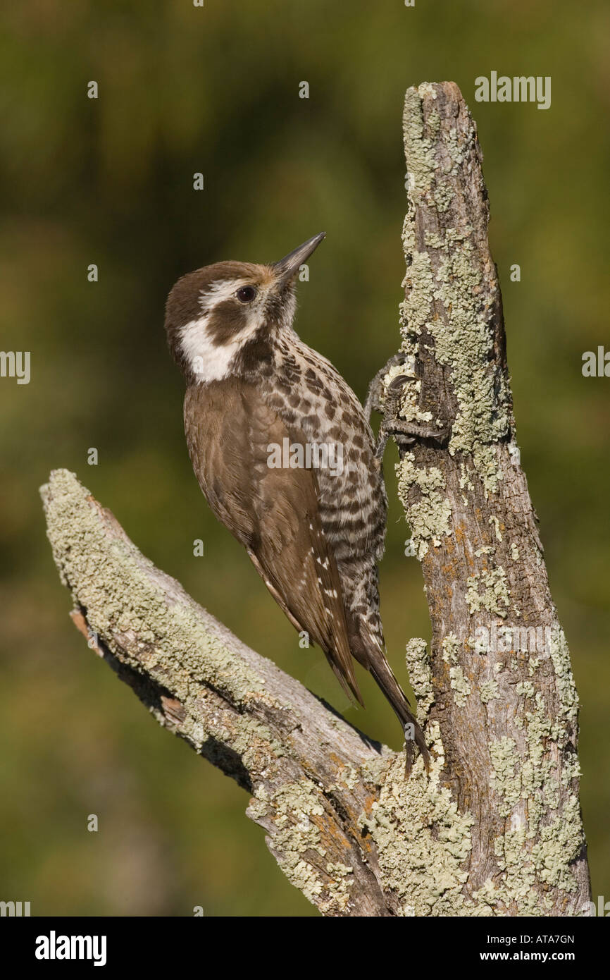 Arizona Woodpecker female, Picoides arizonae, on lichen covered snag ...