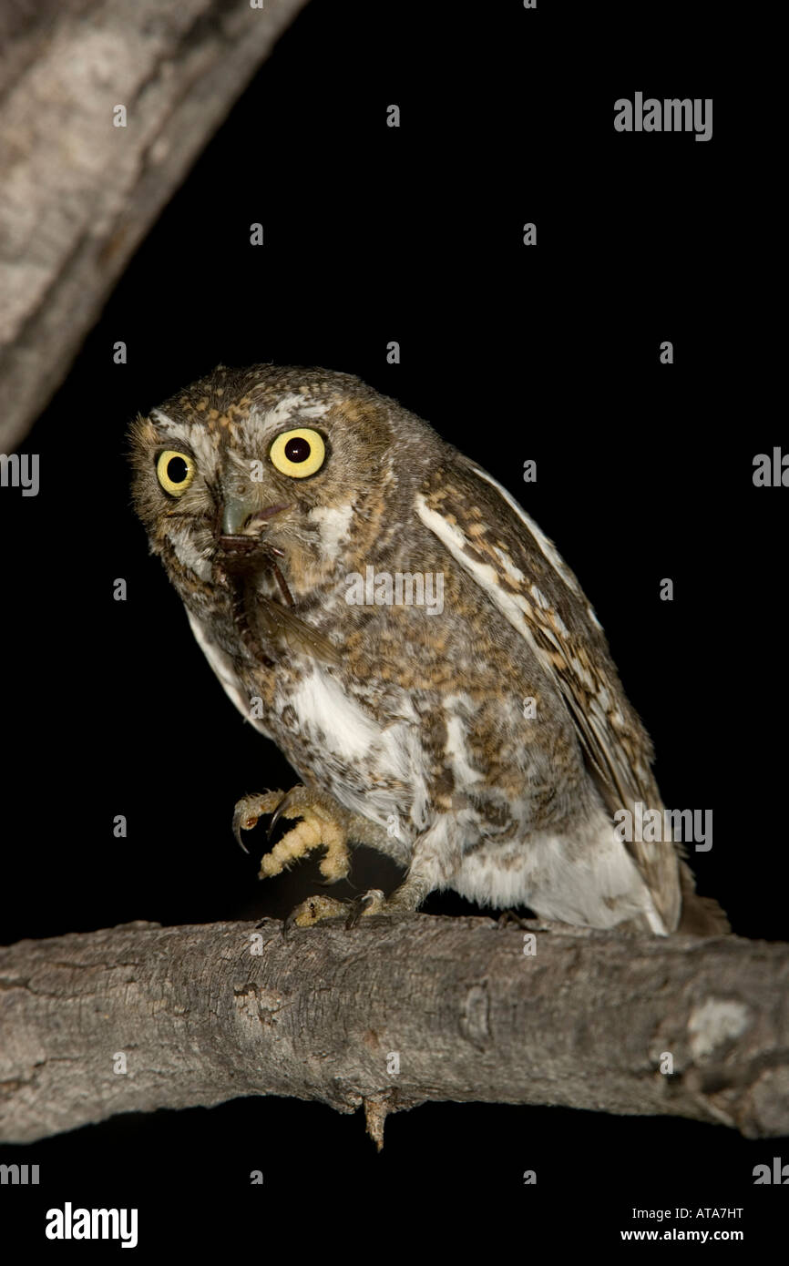 Elf Owl Stock Photos & Elf Owl Stock Images - Alamy