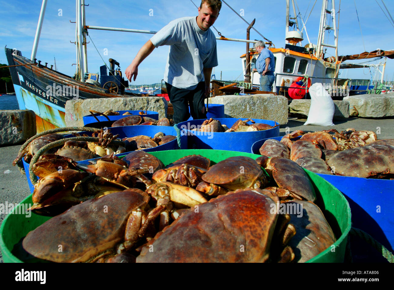 Crabs landed at Mylor fish quay on the river Fal Cornwall UK Stock ...