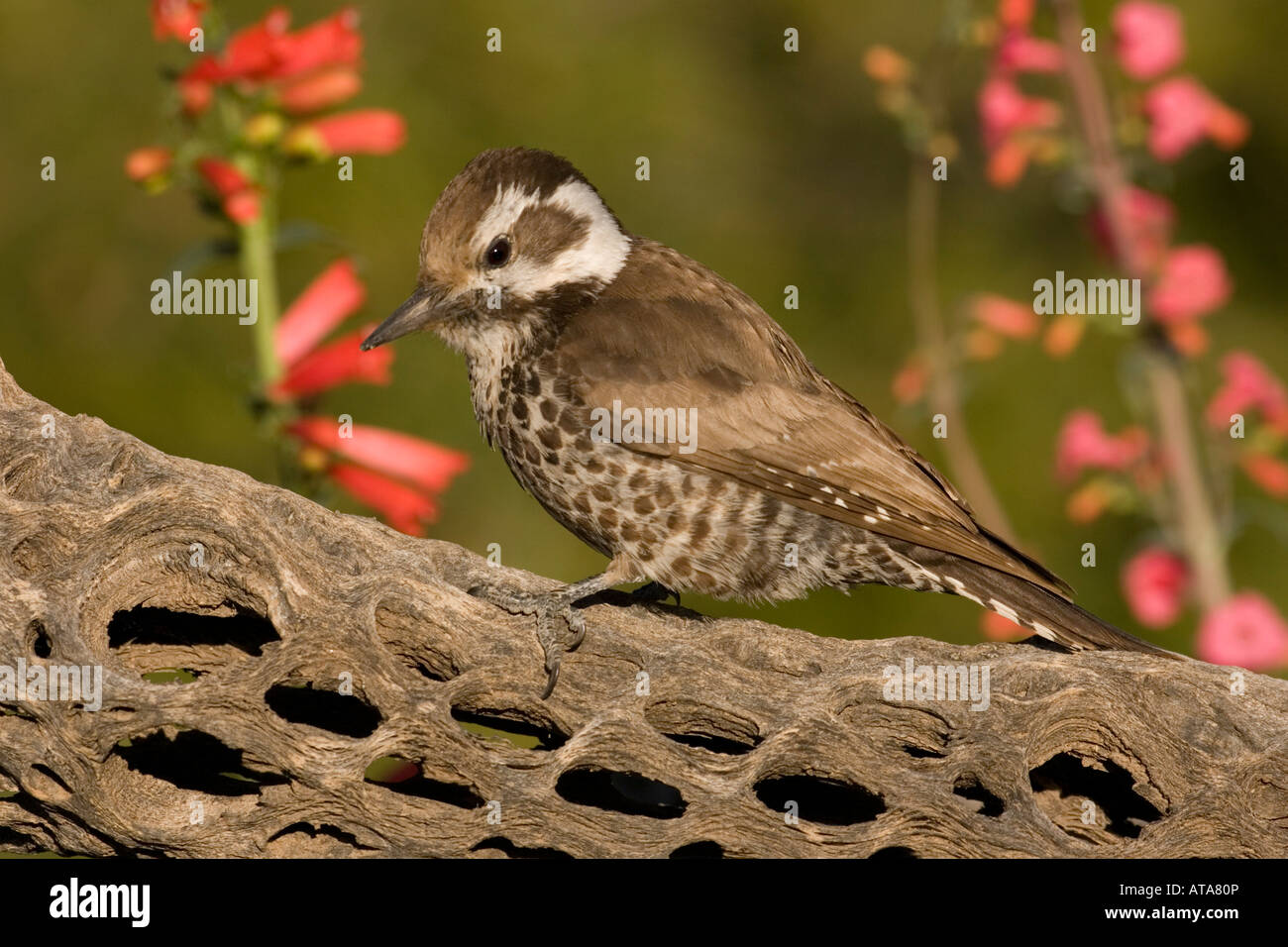 Arizona Woodpecker female, Picoides arizonae, on cholla cactus skeleton ...