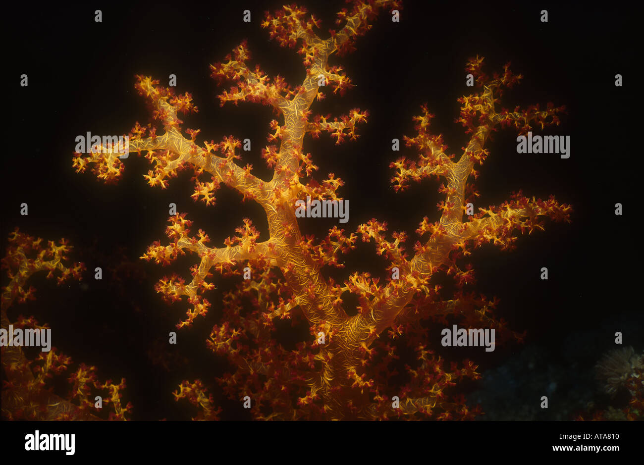 Soft Red Coral, Photographed at night in the Red Sea, Egypt Stock Photo ...