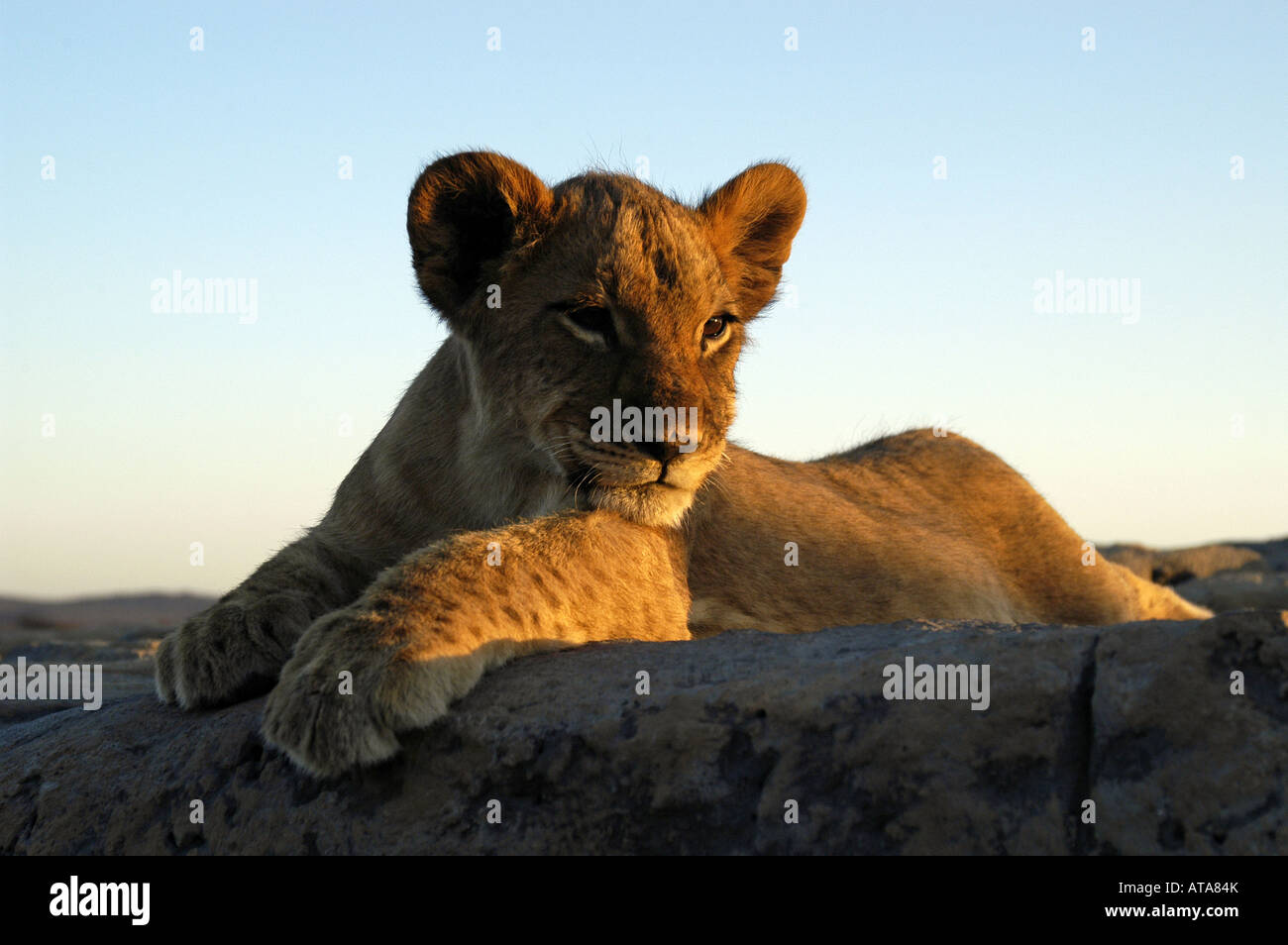 Lion cub resting Stock Photo - Alamy