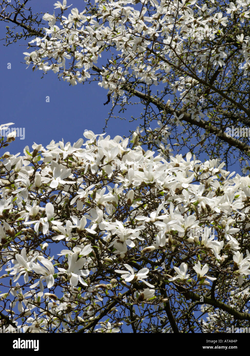 Magnolia kobus trees hi-res stock photography and images - Alamy