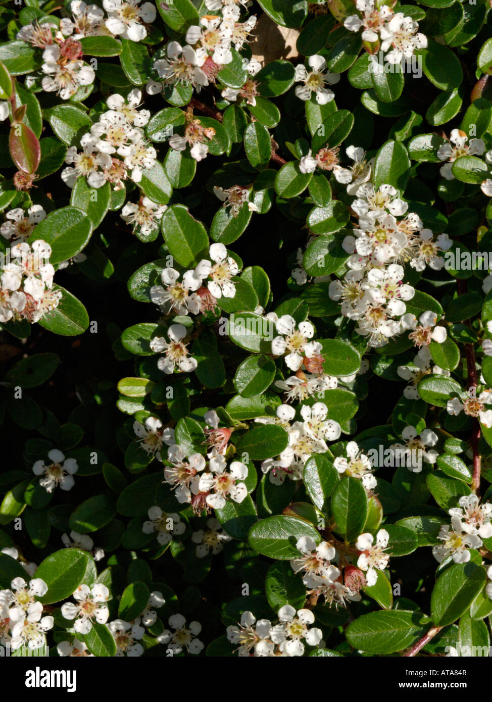 Bearberry cotoneaster cotoneaster dammeri skogsholmen hi-res stock photography and images - Alamy