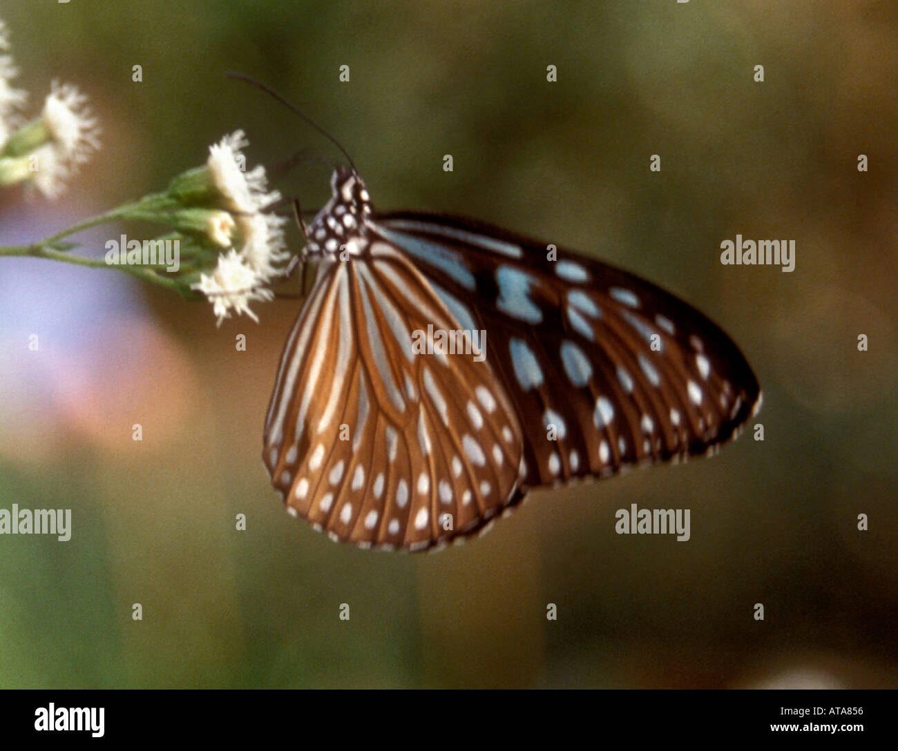 Butterly at London Butterfly House Syon Park Brentford Middlesex ...